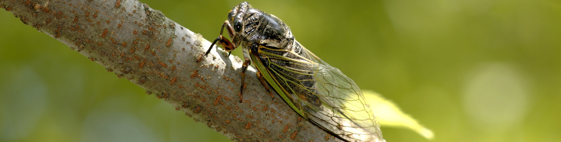 Wild Insights with Mark Bryant: A Cicada Invasion! | Park District of ...