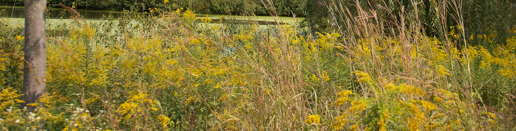 Let It Grow! | Park District of Highland Park